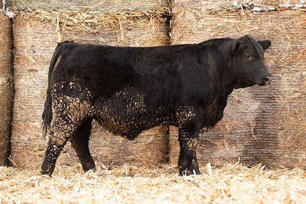 Sale - Marda Angus Farm - Angus Cattle in Wisconsin